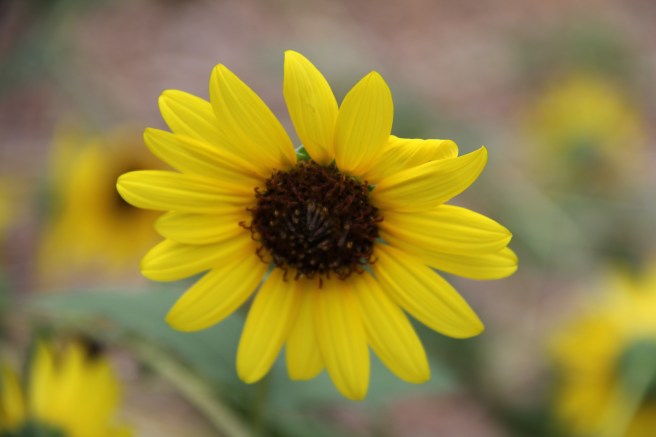 Small Simple Things of Life – It is the small, simple things of life ...